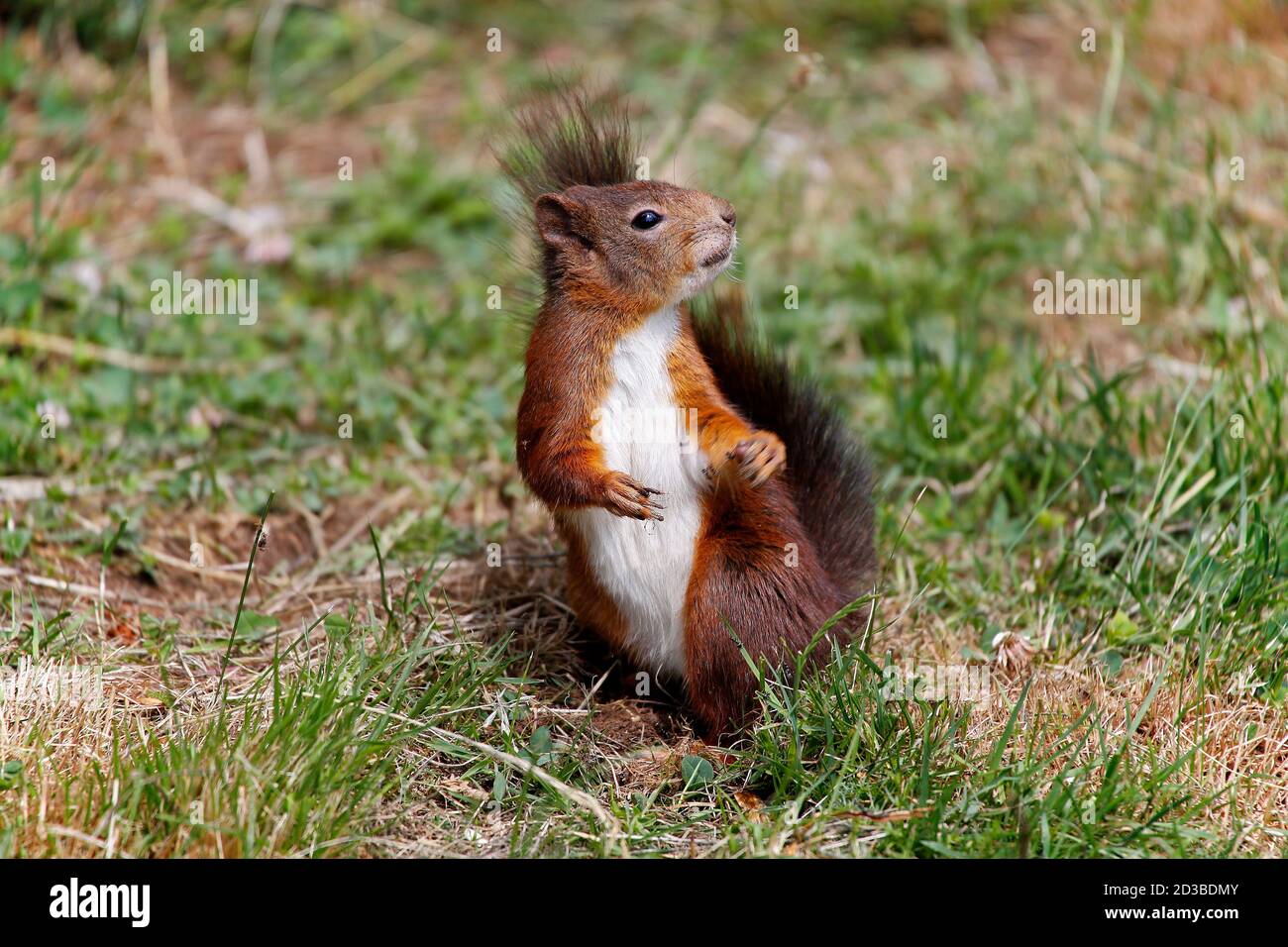 Red Squirrel, sciurus vulgaris, Adult standing on Grass, Auvergne in ...