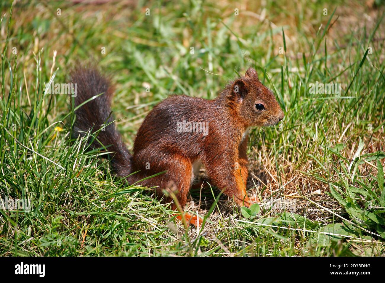 Red Squirrel, sciurus vulgaris, Adult standing on Grass, Auvergne in ...