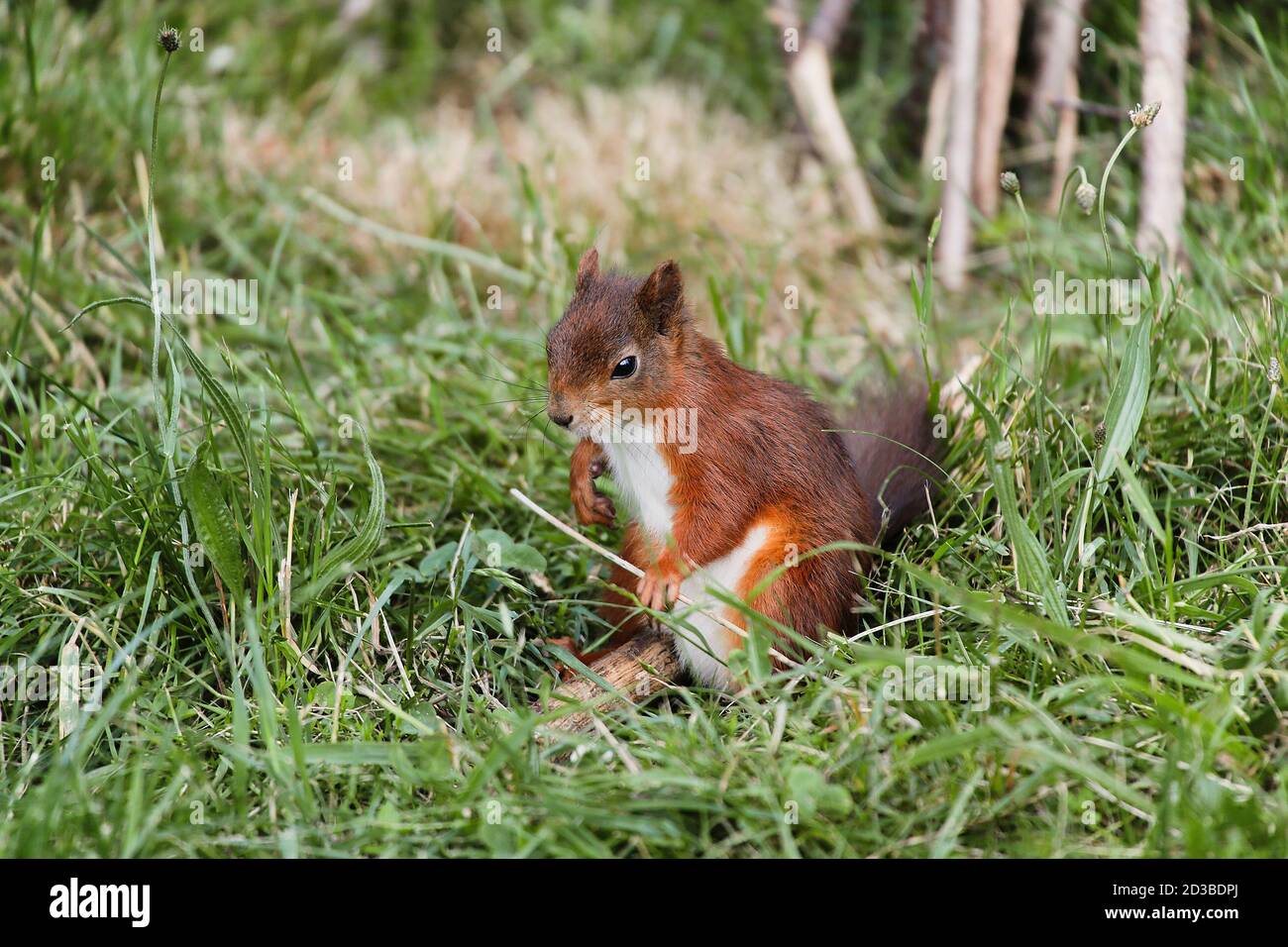 Red Squirrel, sciurus vulgaris, Adult standing on Grass, Auvergne in ...