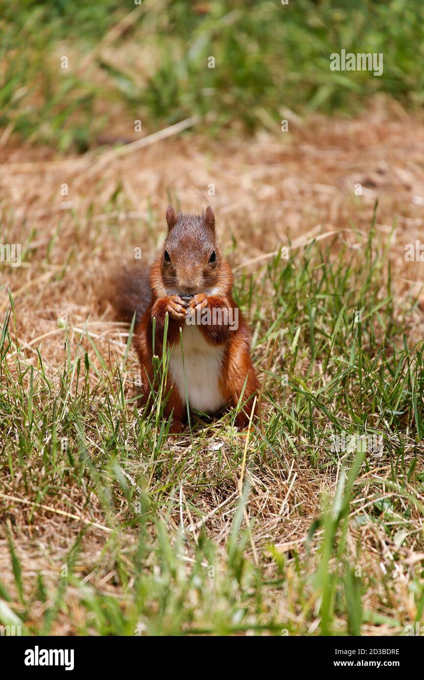 Red Squirrel, sciurus vulgaris, Adult standing on Grass, Eating ...
