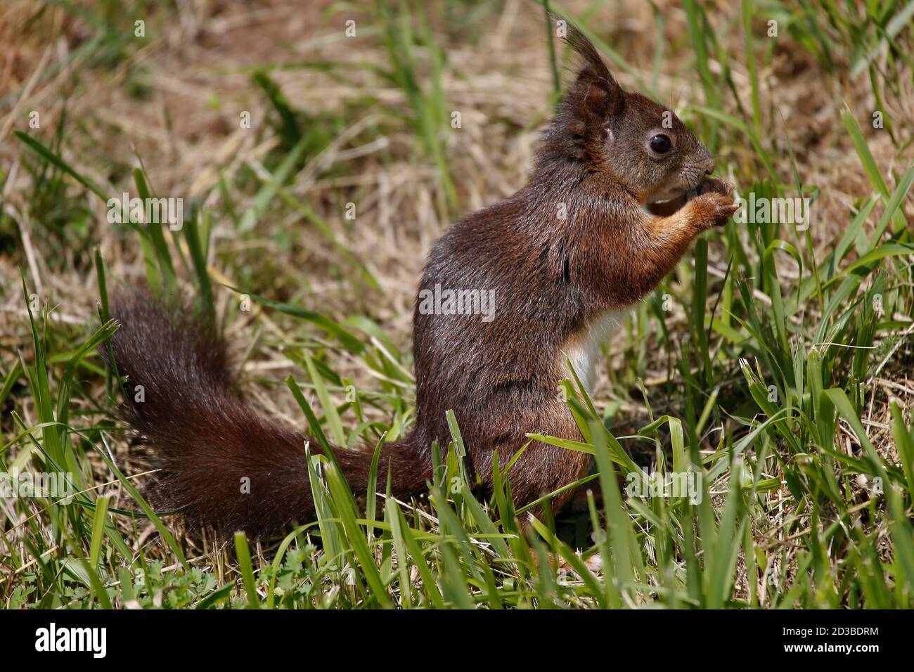 Red Squirrel, sciurus vulgaris, Adult standing on Grass, Eating ...