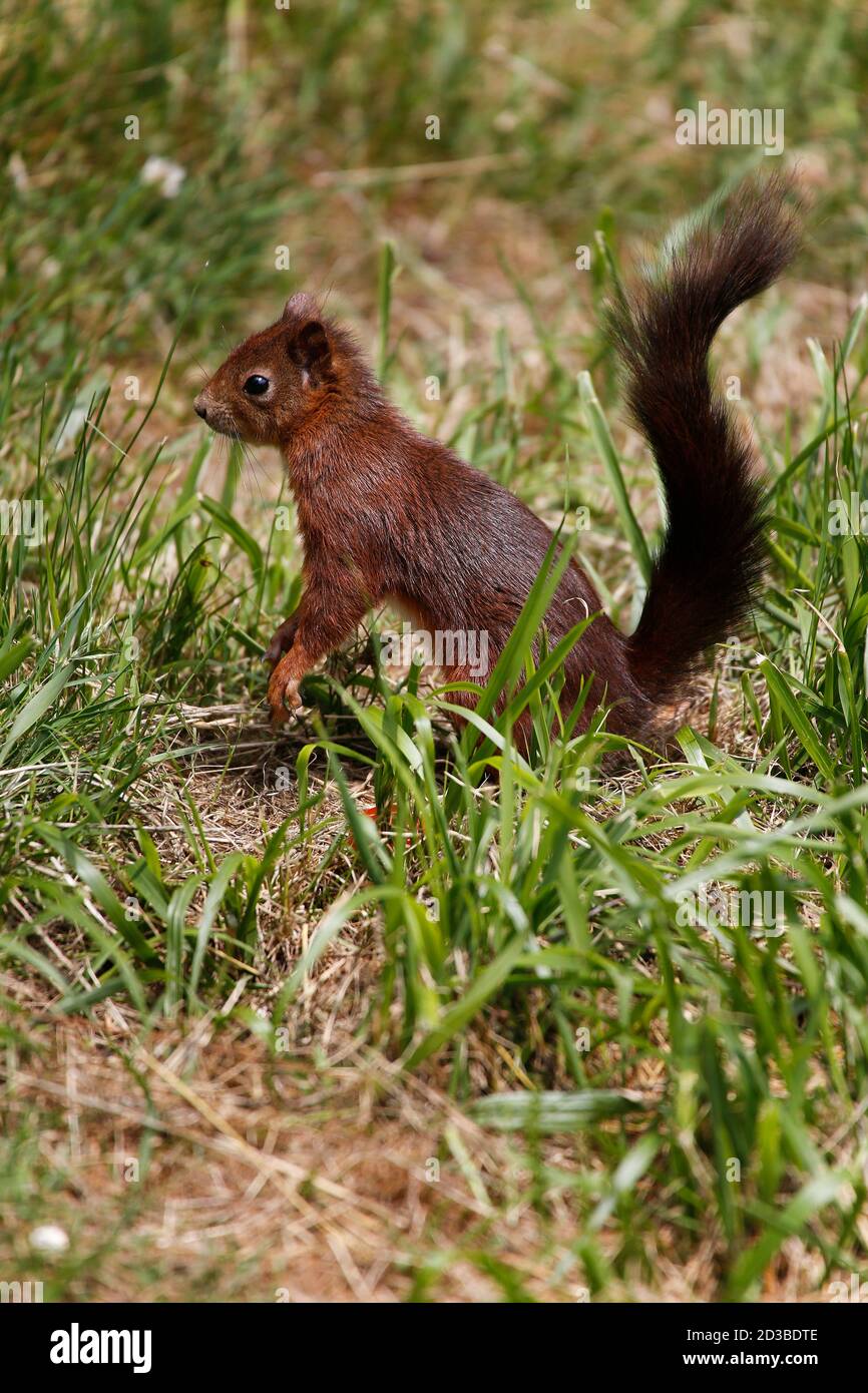 Red Squirrel, sciurus vulgaris, Adult standing on Grass, Auvergne in ...