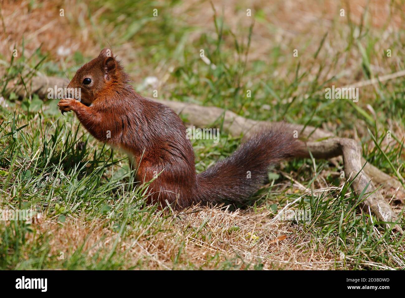 Red Squirrel, sciurus vulgaris, Adult standing on Grass, Eating ...