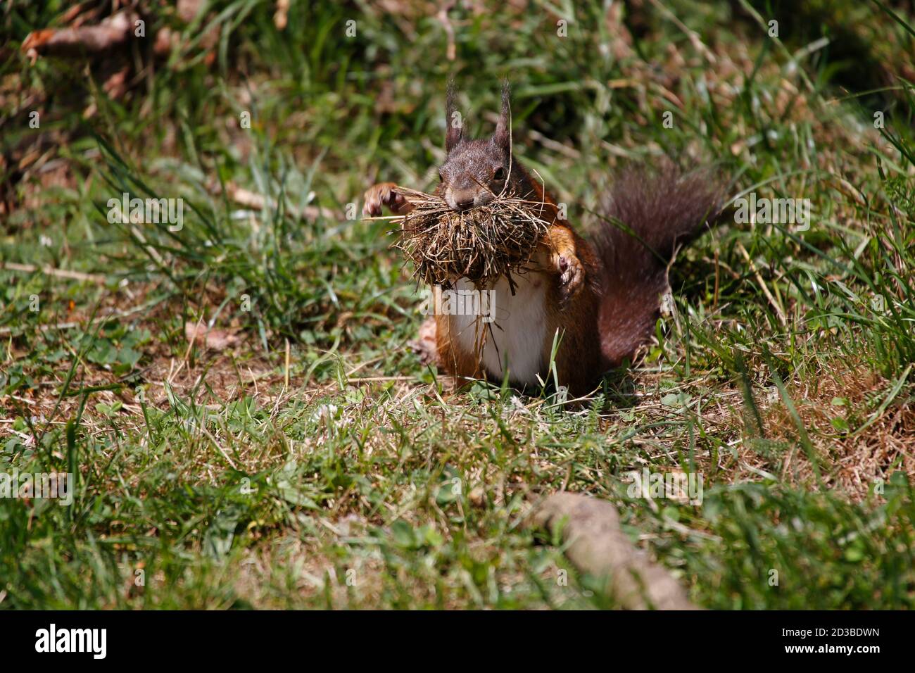 Red Squirrel, sciurus vulgaris, Adult Carrying Nesting Material in ...