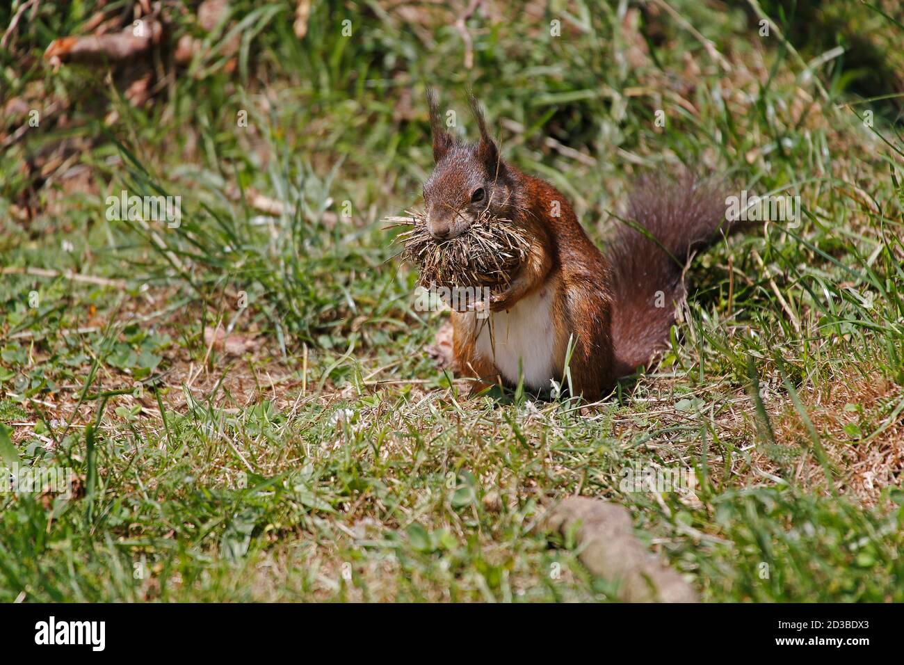 Red Squirrel, sciurus vulgaris, Adult Carrying Nesting Material in ...