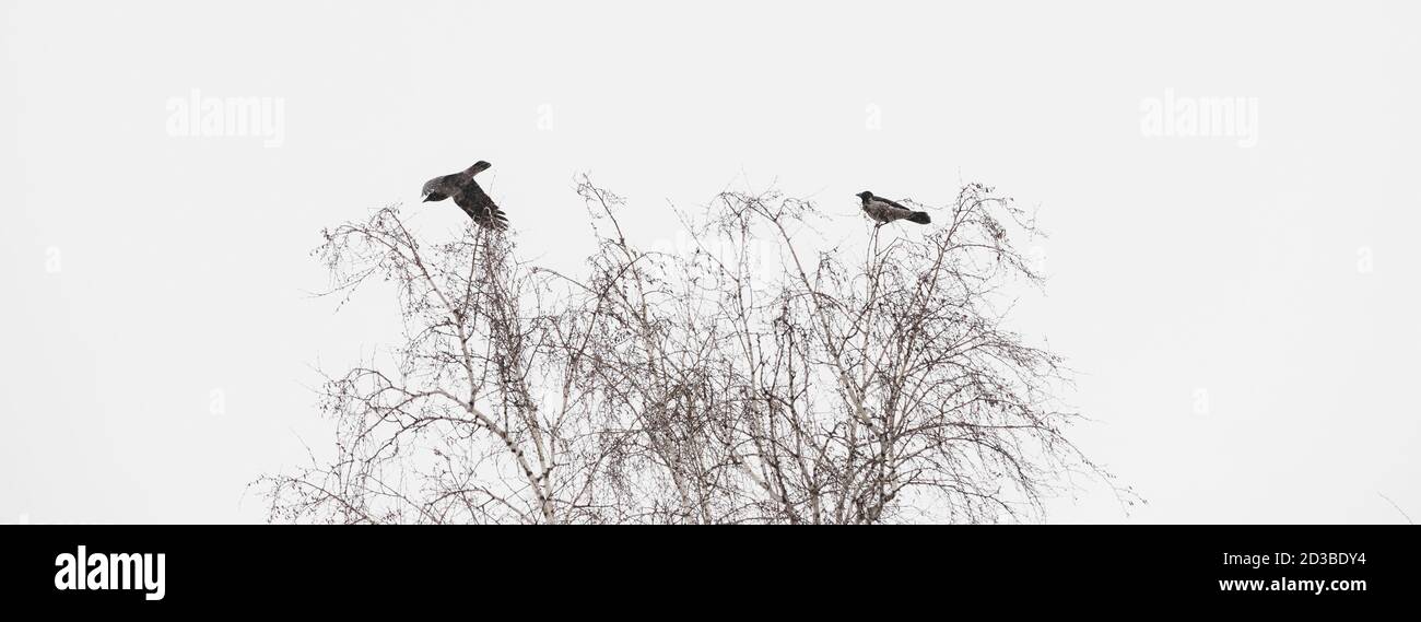 Two black ravens flies above trees on hunt. Atmospheric landscape with ...