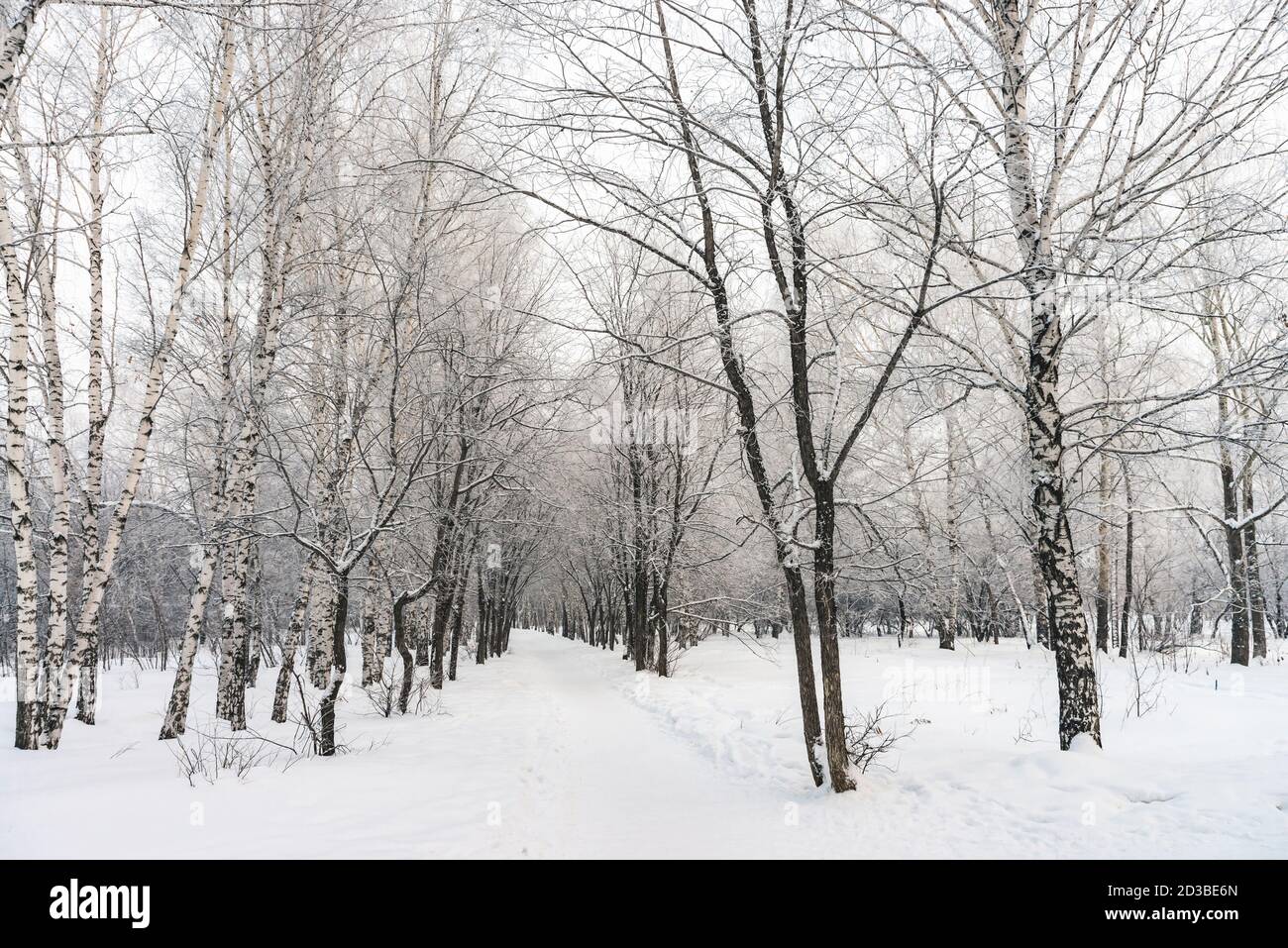 Snowy tunnel among tree branches in parkland close up. Snowy white ...