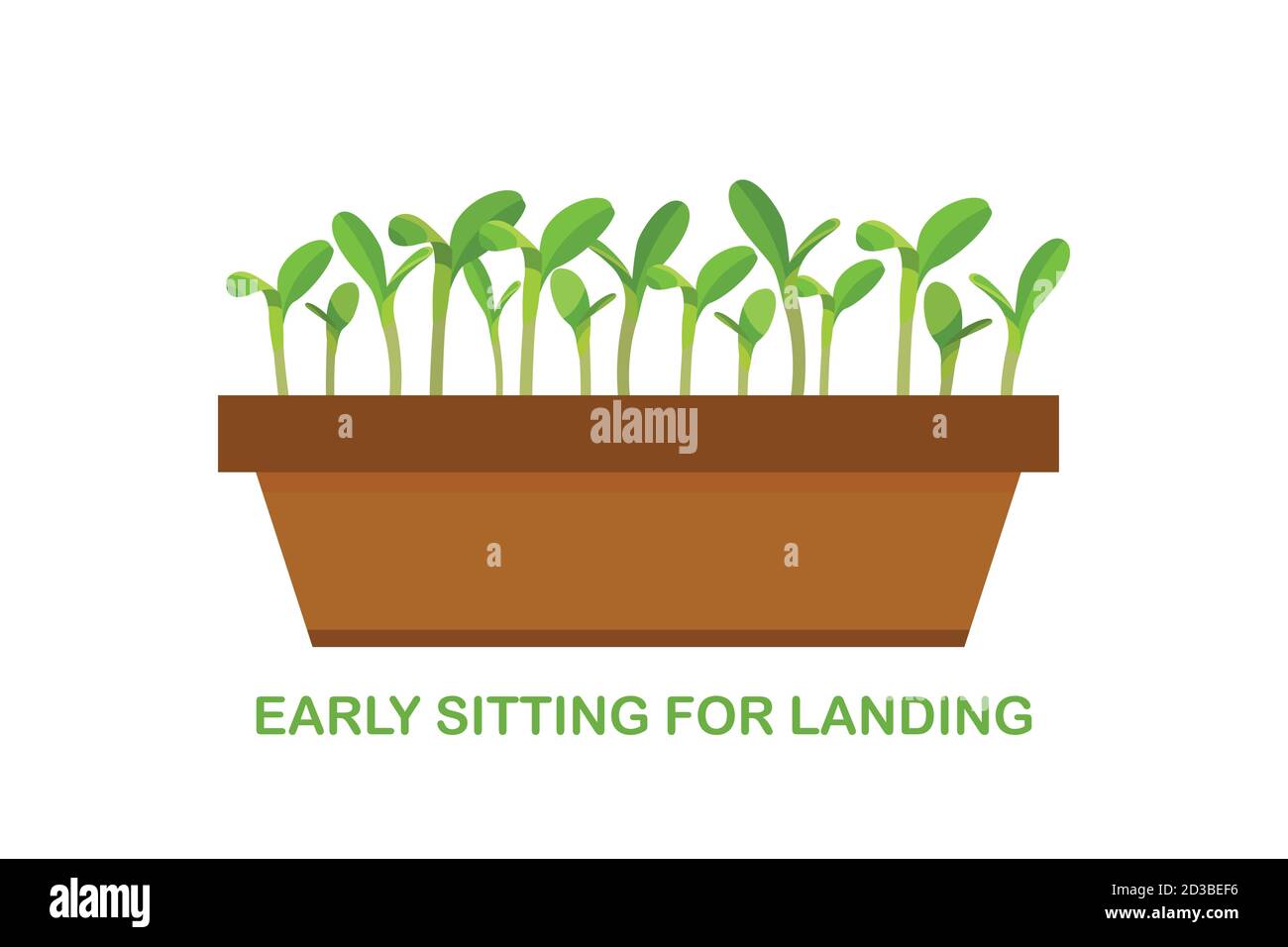 Crop production. Growing vegetables. Seedling of horticulture. Growth ...