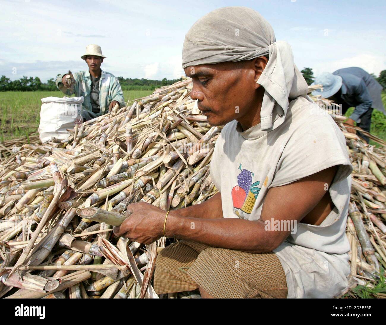 Negros Philippines Sugar Cane High Resolution Stock Photography and ...