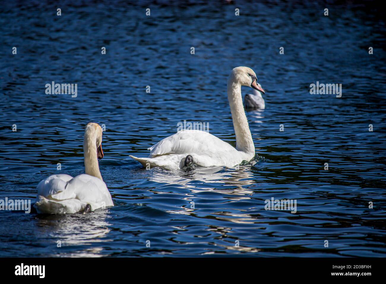 Swans in an English park in Wolverhampton Stock Photo - Alamy