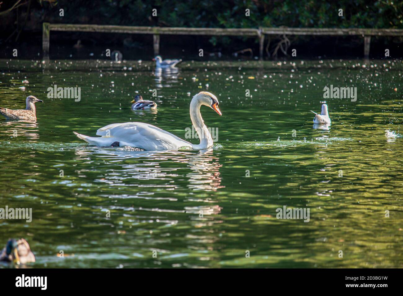 Swans in an English park in Wolverhampton Stock Photo - Alamy
