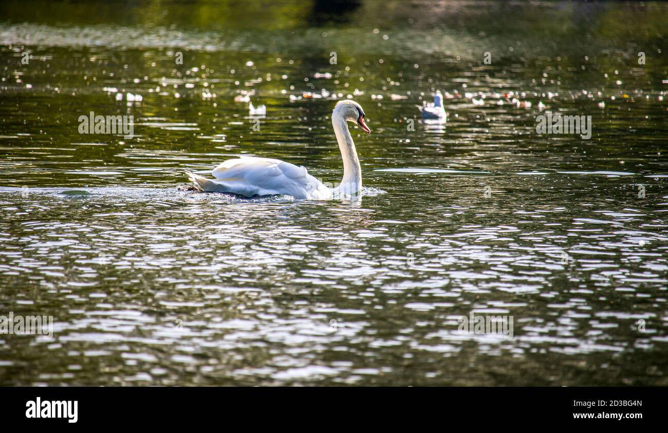Swans in an English park in Wolverhampton Stock Photo - Alamy