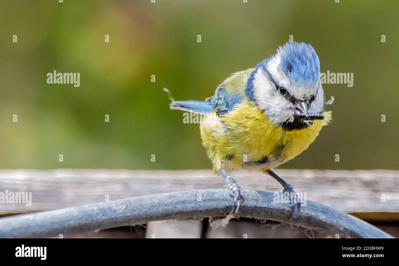 Closeup shot of a Eurasian blue tit bird Stock Photo - Alamy