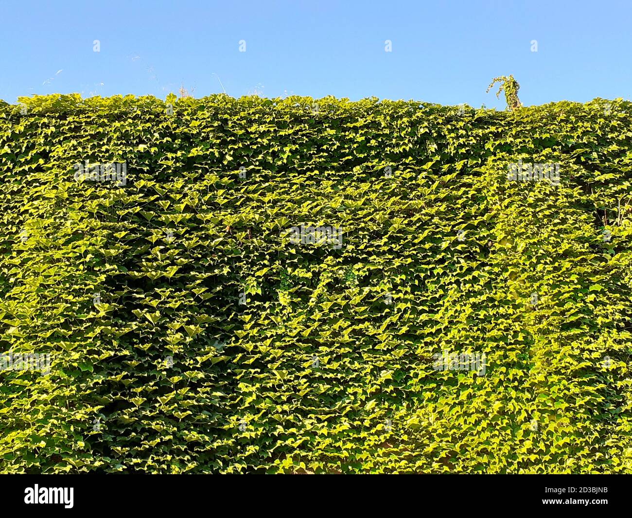 Dense ivy on wall fresh green leaves texture background Stock Photo - Alamy