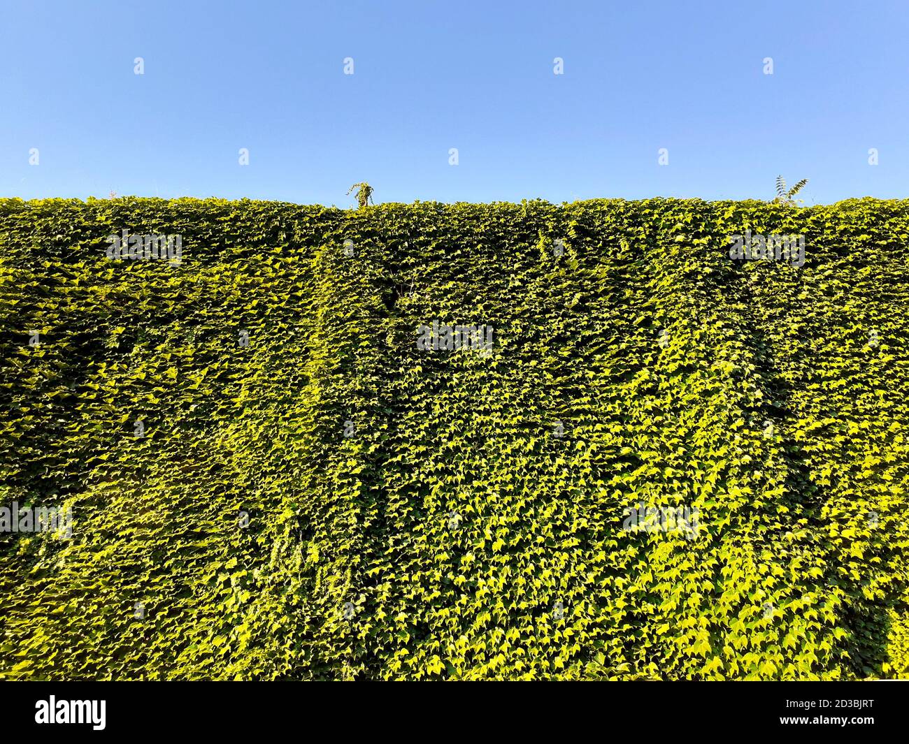 Dense ivy on wall fresh green leaves texture background Stock Photo - Alamy