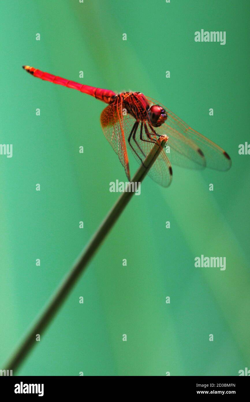 A male Red-veined Darter Dragonfly (Sympetrum fonscolombii) rests on a ...