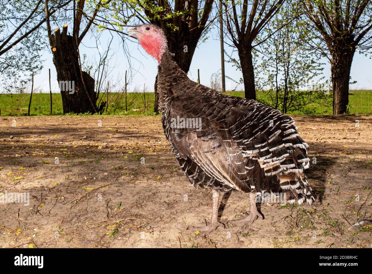 Beautiful turkey bird farm hi-res stock photography and images - Alamy