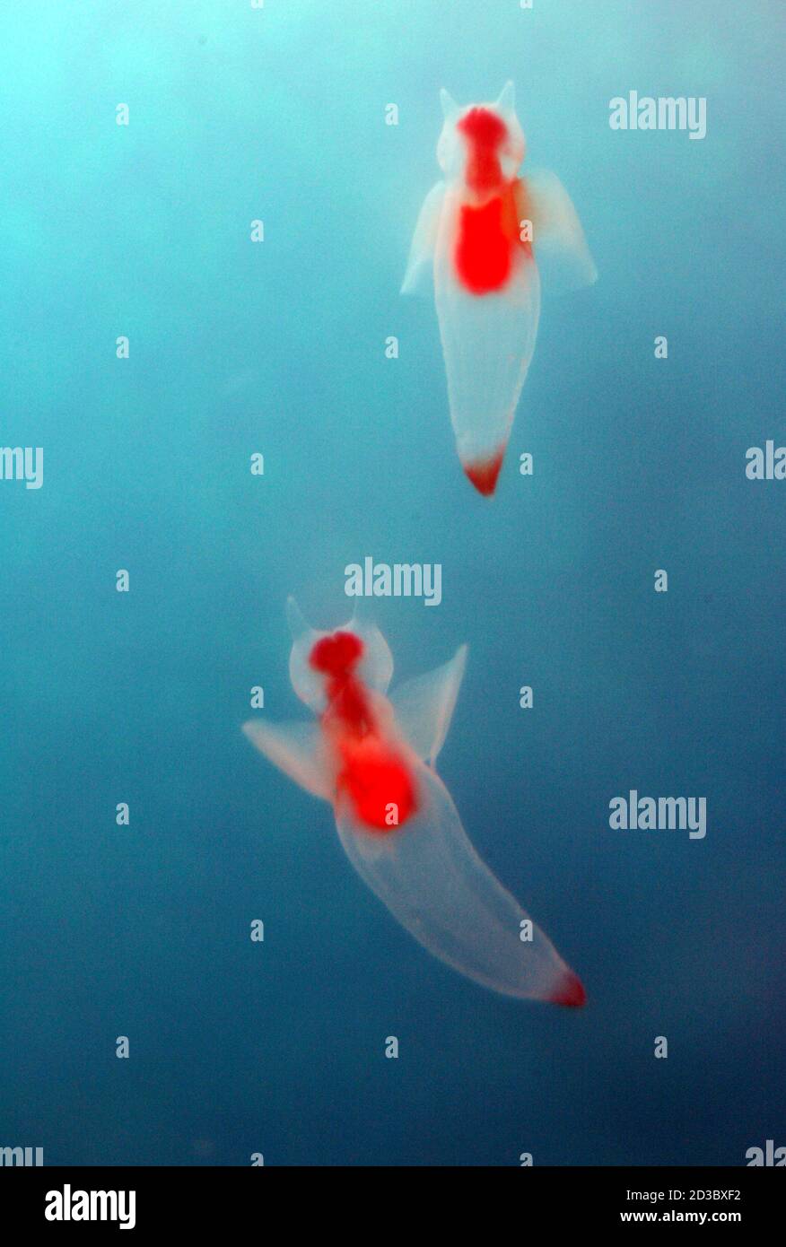 Cliones hi-res stock photography and images - Alamy