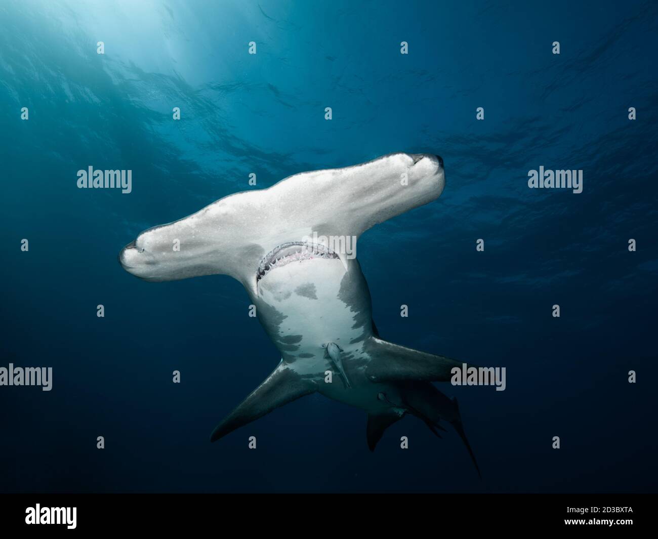 Great Hammerhead at Tiger Beach, Bahamas Stock Photo - Alamy
