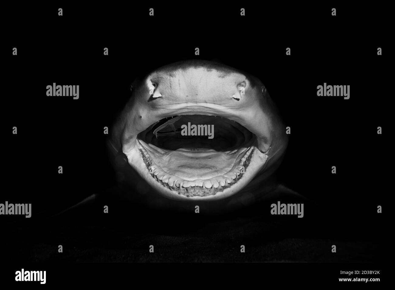 Shark tiger Black and White Stock Photos & Images - Alamy