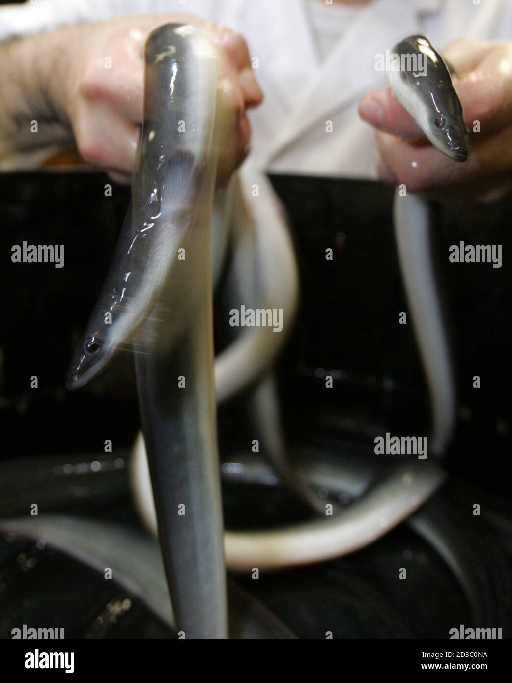 Slippery eel hi-res stock photography and images - Alamy