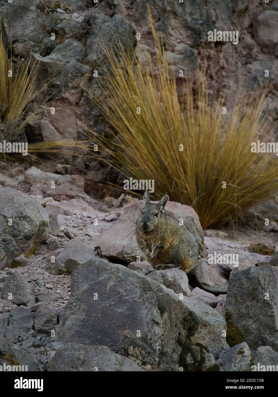 wildlife photo of an northern viscacha - Lagidium peruanum - in the ...