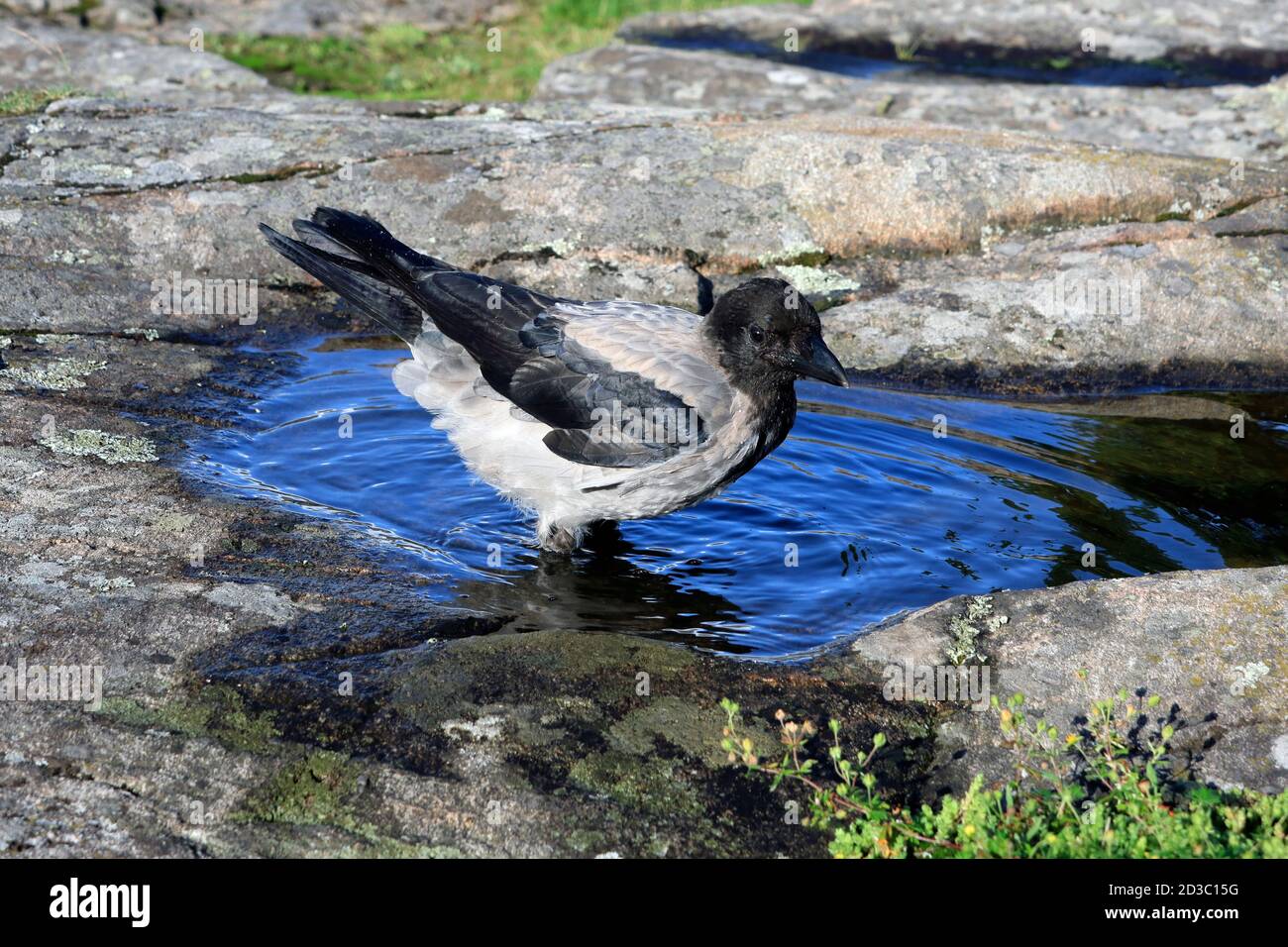 Wet hooded crow standing on hi-res stock photography and images - Alamy