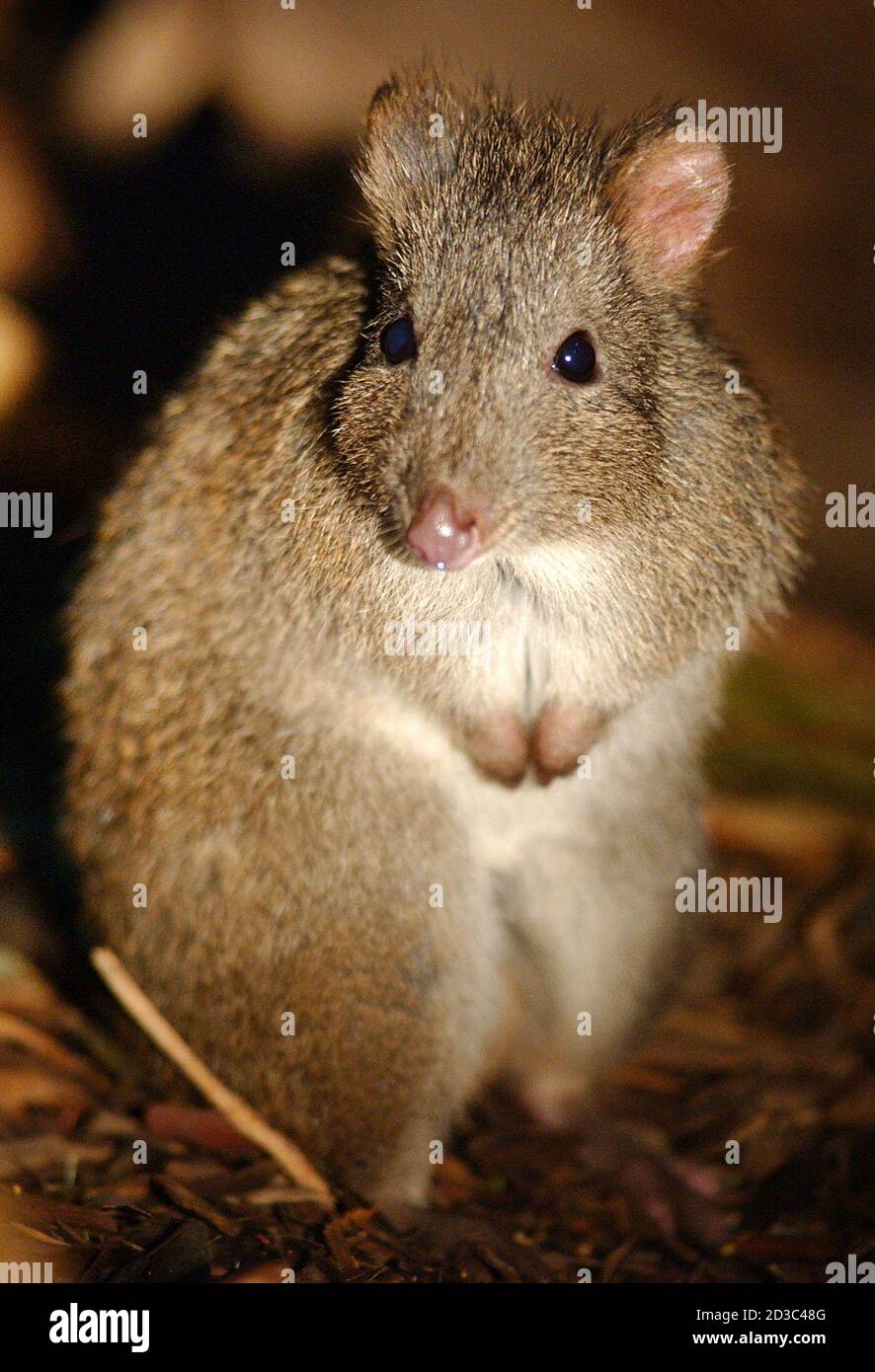 Long nosed potoroo hi-res stock photography and images - Alamy