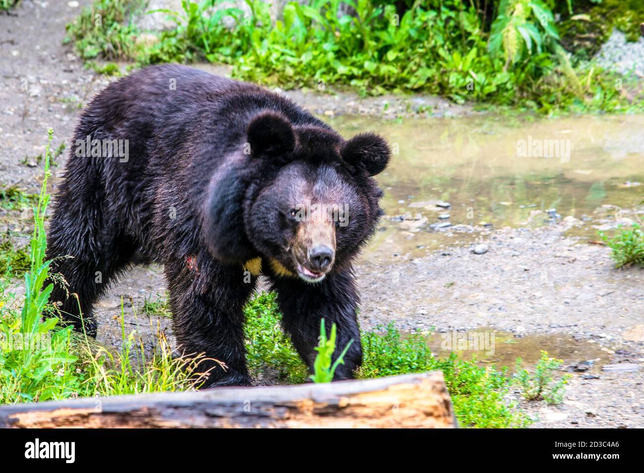 Himalayan brown bear hi-res stock photography and images - Alamy
