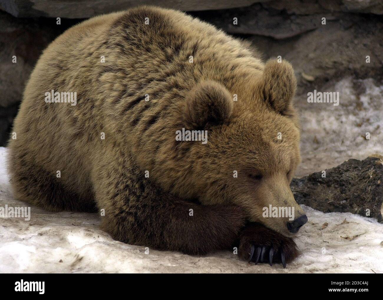Neglected zoo animals hi-res stock photography and images - Alamy