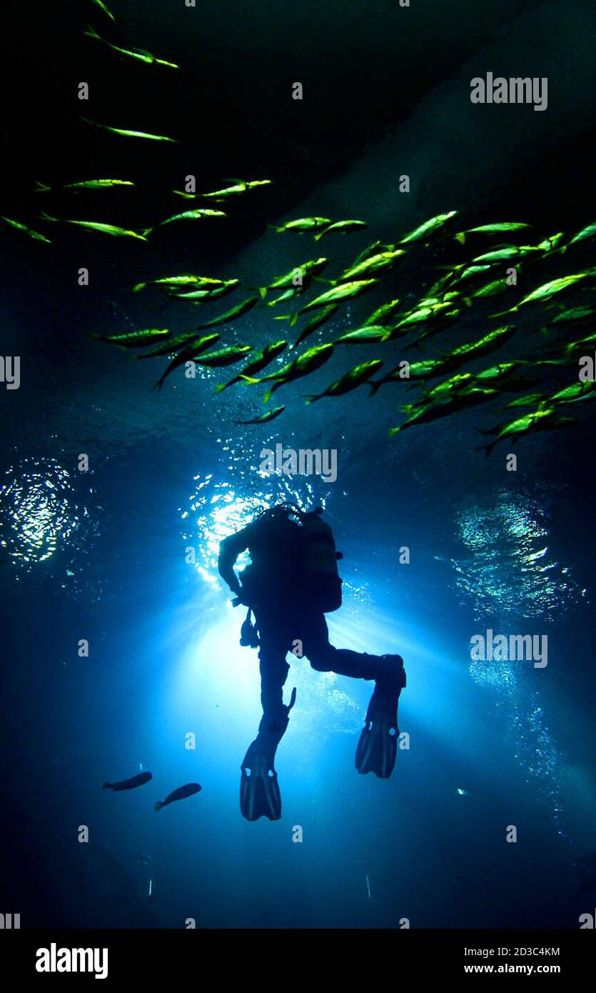 Underwater diver following fish hi-res stock photography and images - Alamy