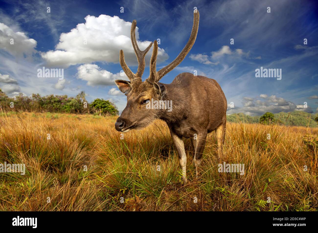 Sri lanka sambar deer horton plains hi-res stock photography and images ...