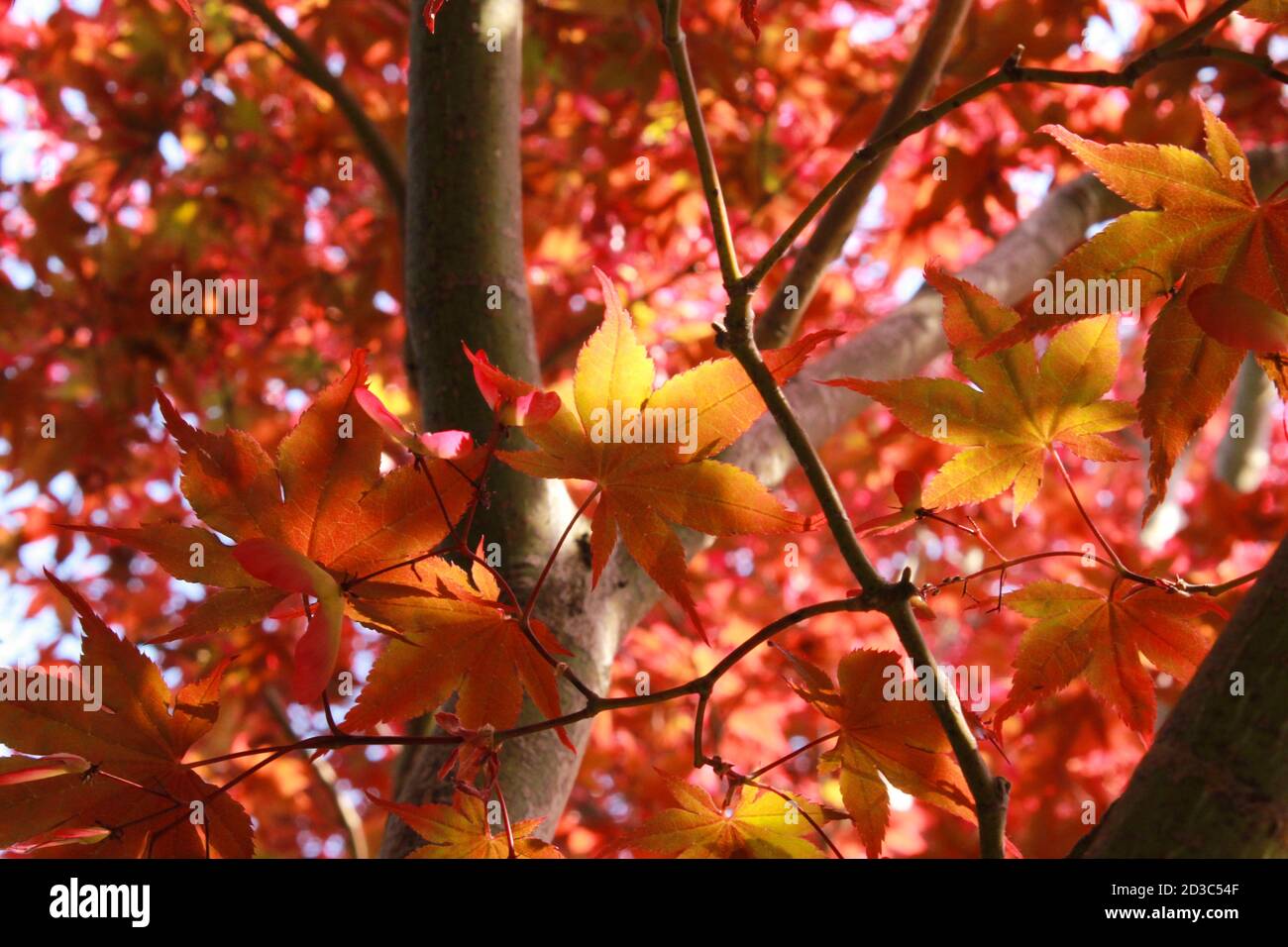 branches and leaves of a maple plant in autumn, with all the warm tones ...
