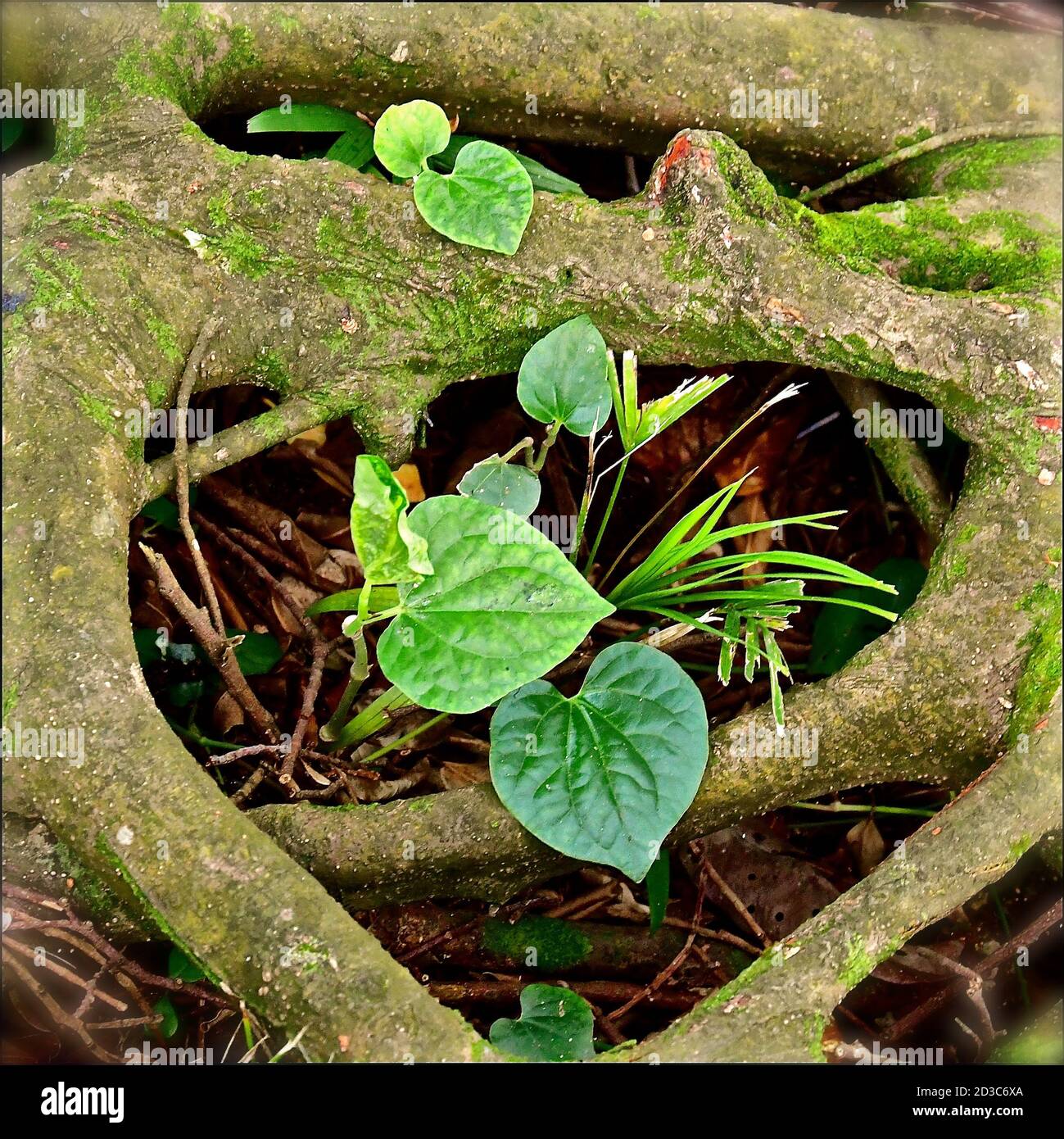 Tree roots sprouting hi-res stock photography and images - Alamy