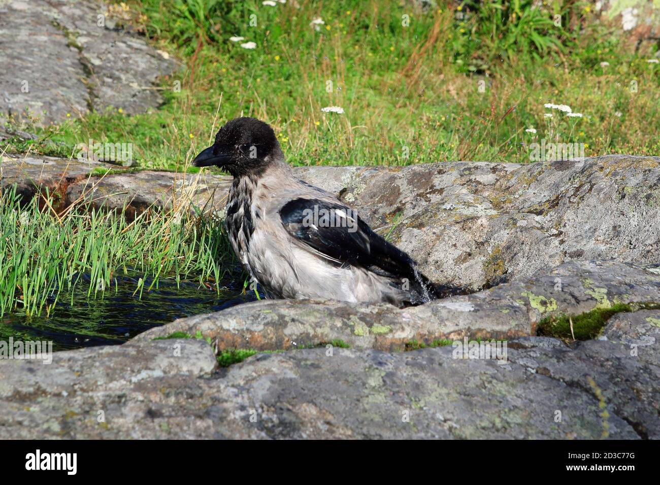 Hooded crow bath hi-res stock photography and images - Alamy