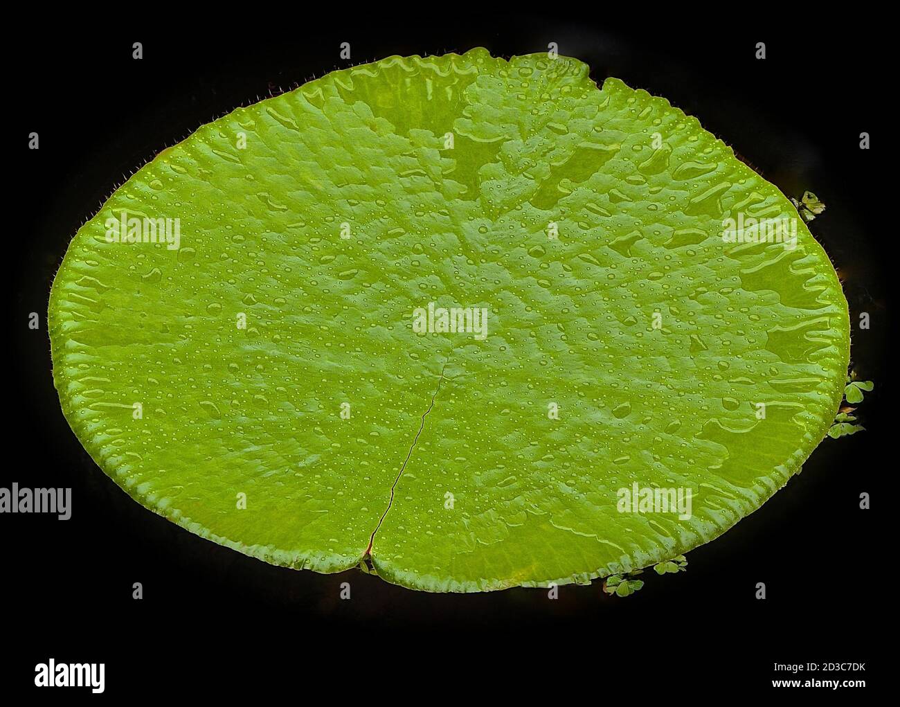 Victoria lotus leaf hi-res stock photography and images - Alamy