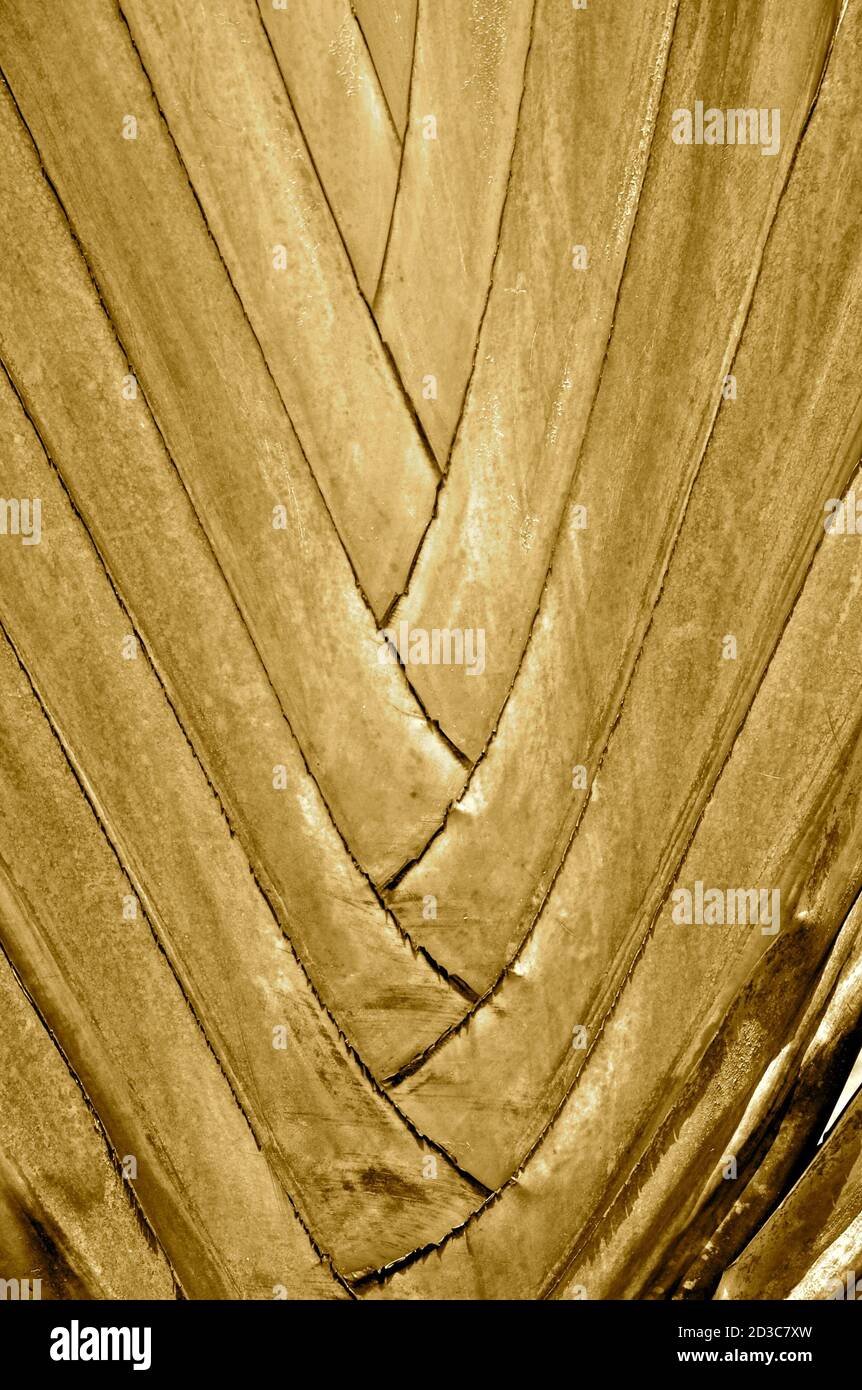 Palm tree fronds growth hi-res stock photography and images - Alamy