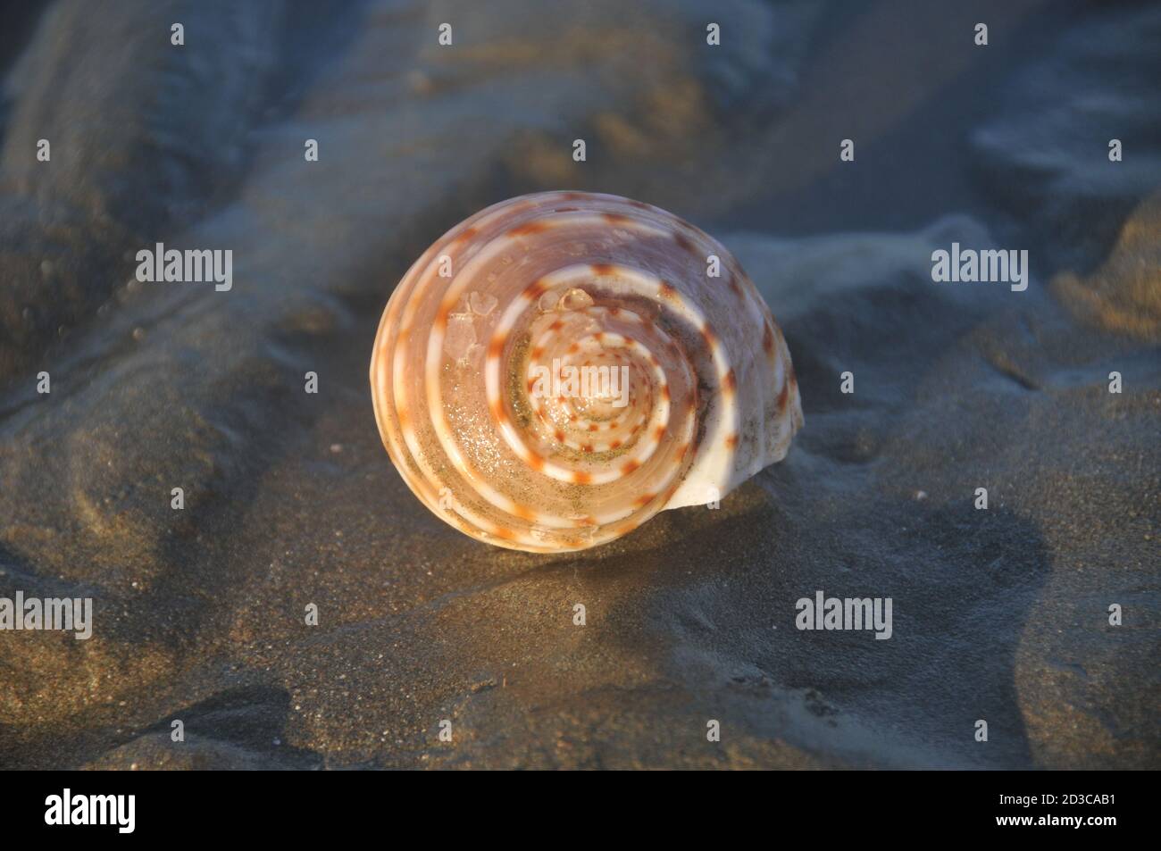 Shells on the beach with a puddle of sea water Stock Photo - Alamy