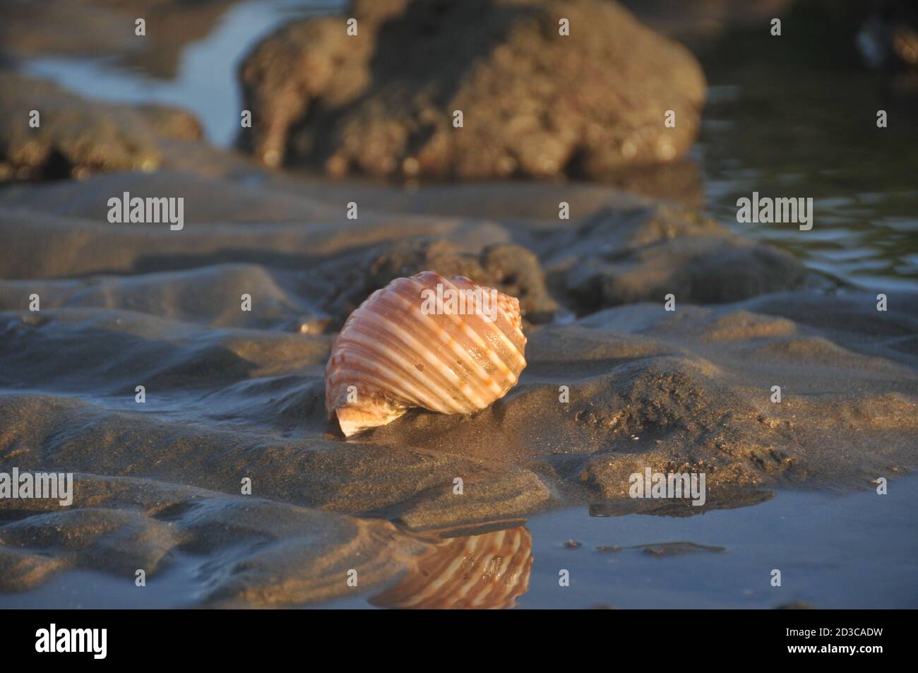 Shells on the beach with a puddle of sea water Stock Photo - Alamy