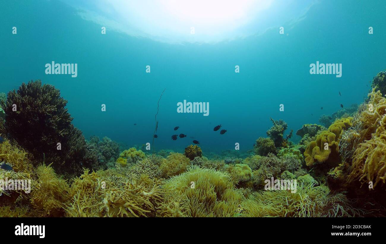 Blue Sea Water and Tropical Fish. Tropical underwater sea fish ...