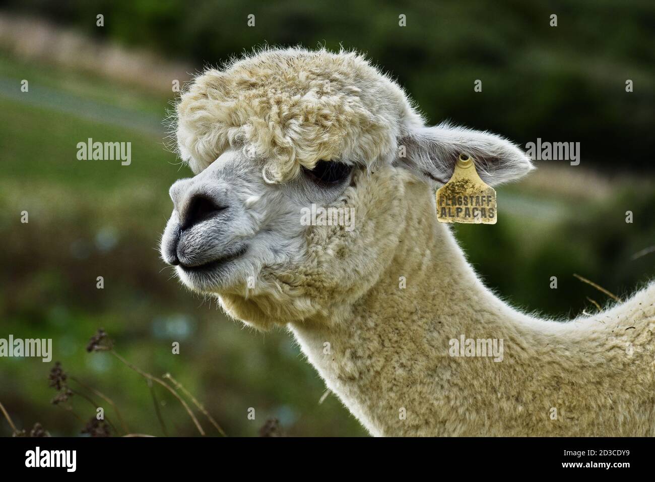 AUCKLAND, NEW ZEALAND - Mar 30, 2019: Auckland / New Zealand - March 30 ...