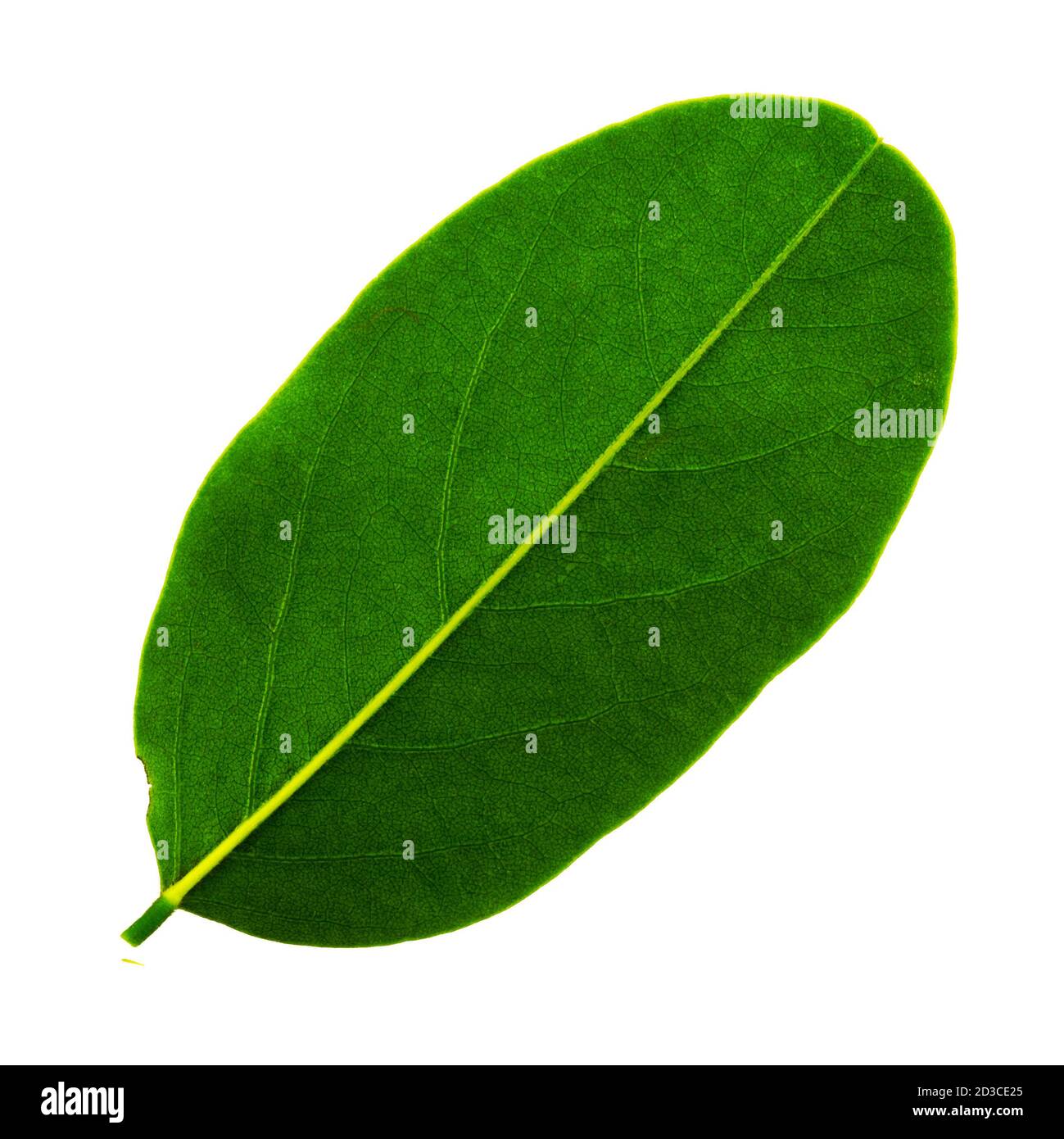 Bottom view on tree Cut Out Stock Images & Pictures - Alamy