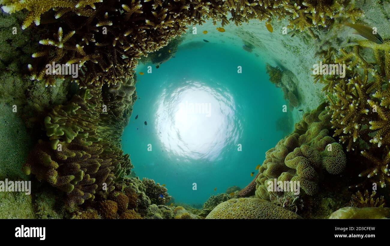 Reef Coral Scene. Tropical underwater sea fish. Hard and soft corals ...