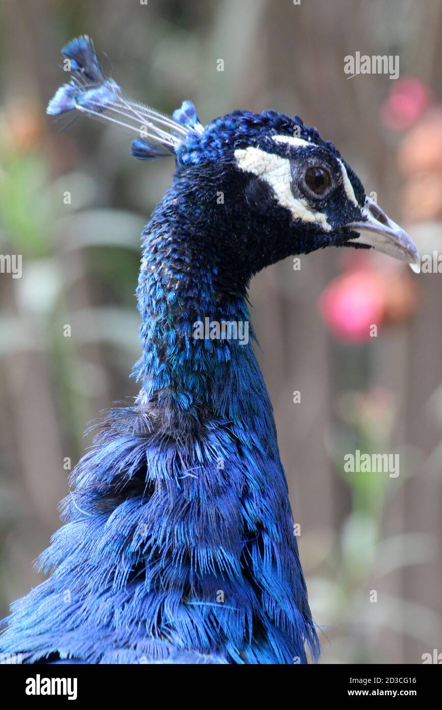 Blauer peafowl hi-res stock photography and images - Alamy