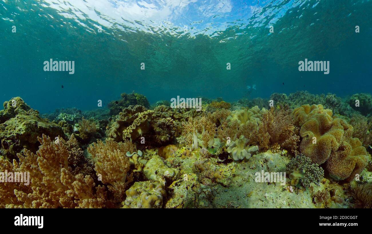 Underwater fish reef marine. Tropical colourful underwater seascape ...