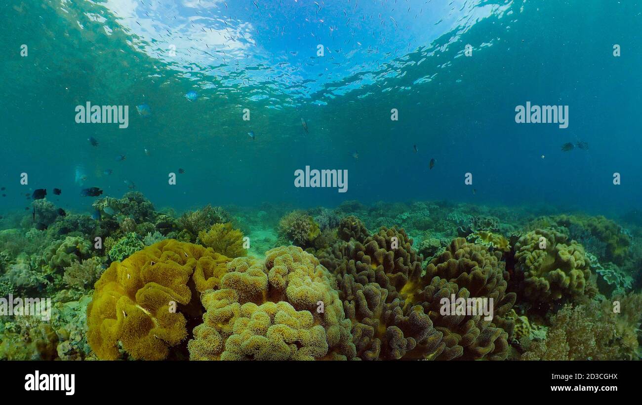 Coral Reef Fish Scene. Tropical underwater sea fish. Colourful tropical ...