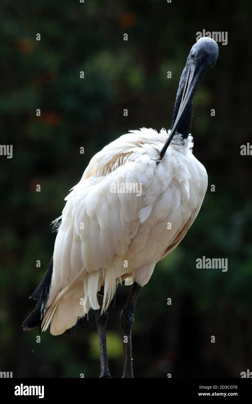 Heiliger vogel hi-res stock photography and images - Alamy