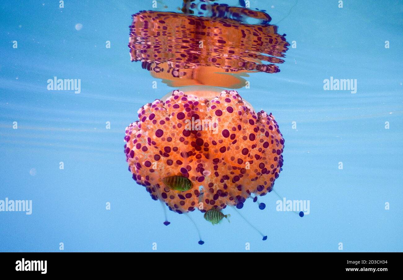 Cotylorhiza tuberculata jellyfish mediterranean hi-res stock ...