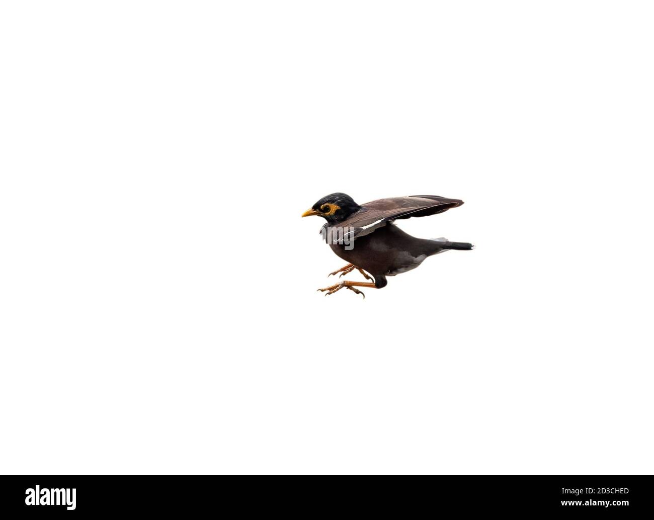 Movement Scene of Common Myna Bird Jumping in The Air Isolated on White ...