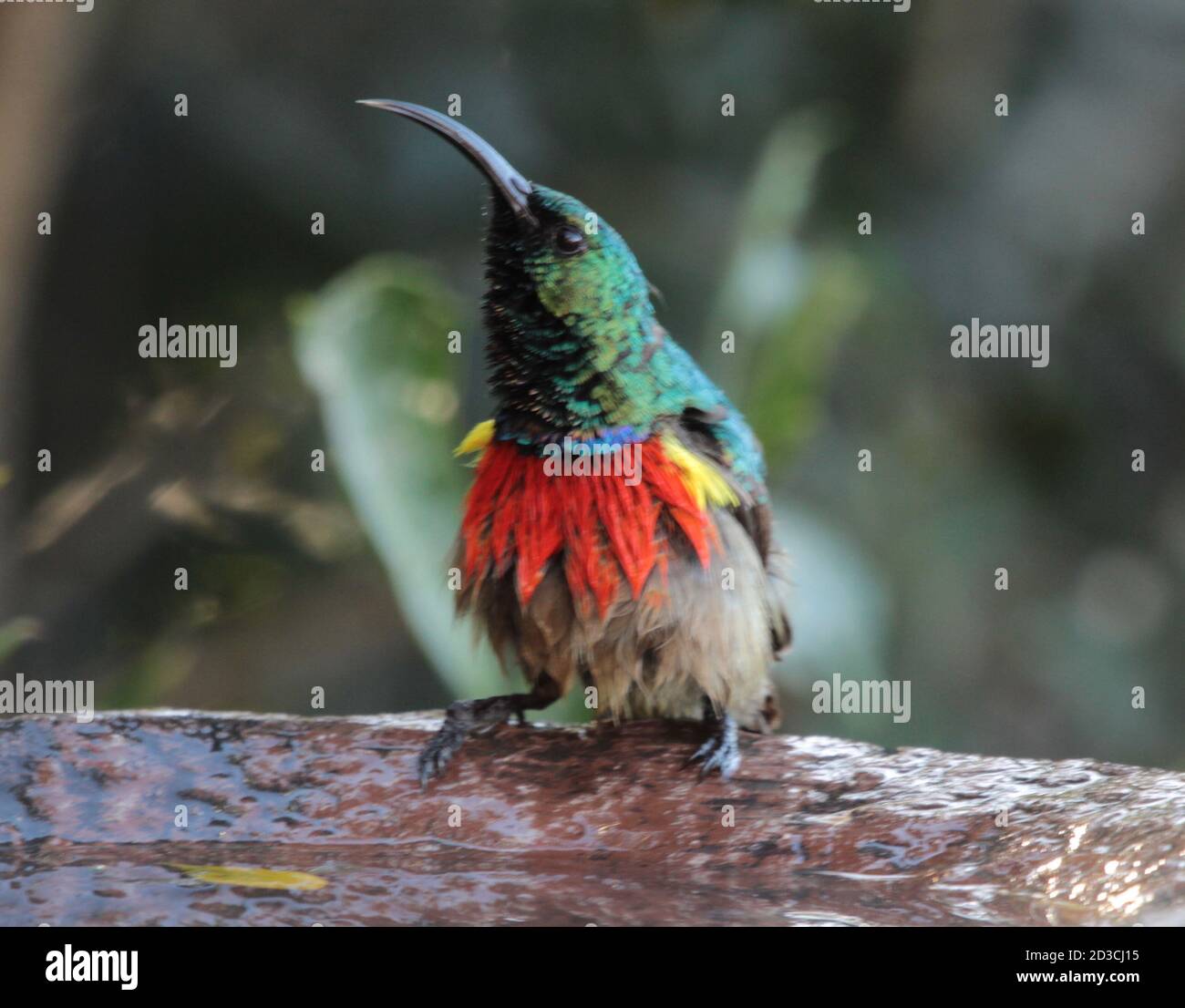 Disheveled birds hi-res stock photography and images - Alamy